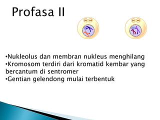 Meiosis | PPT
