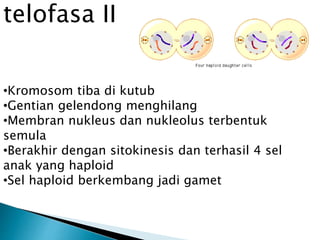 Meiosis | PPT