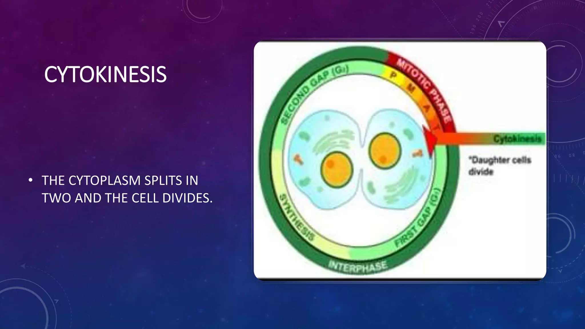 MITOSIS AND MEIOSIS (cell division) | PPTX