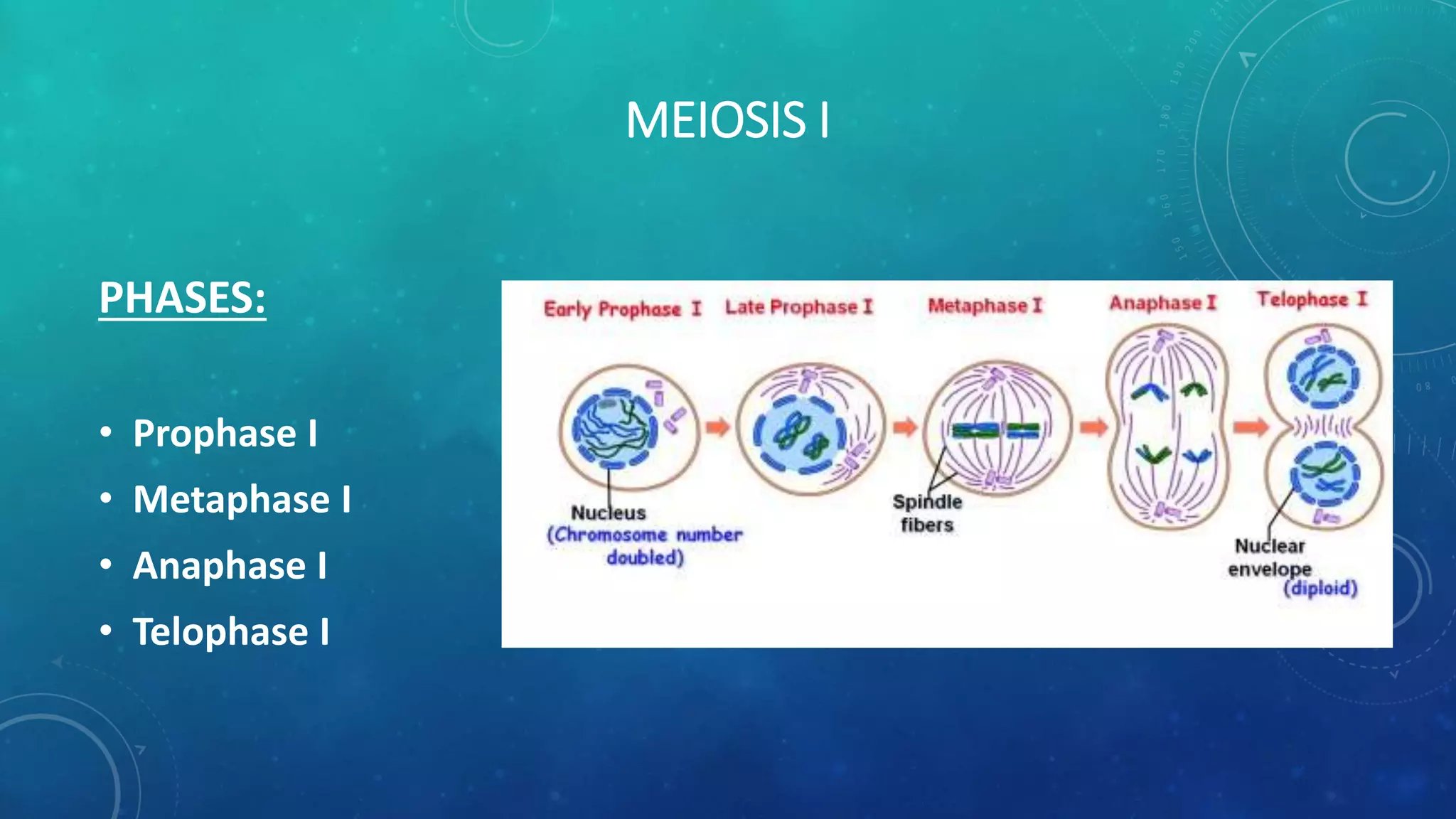 MITOSIS AND MEIOSIS (cell division) | PPTX