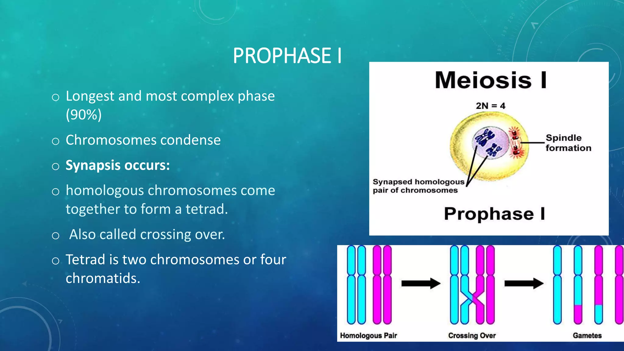MITOSIS AND MEIOSIS (cell division) | PPTX