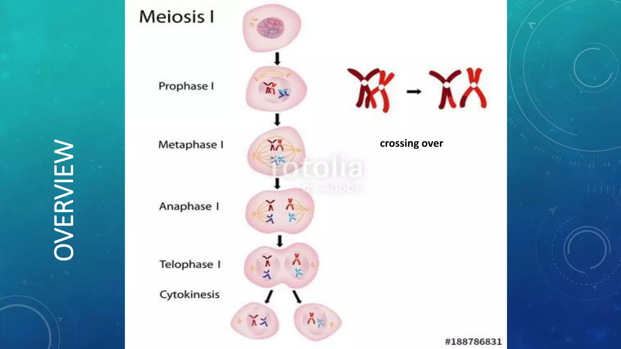 MITOSIS AND MEIOSIS (cell division) | PPTX