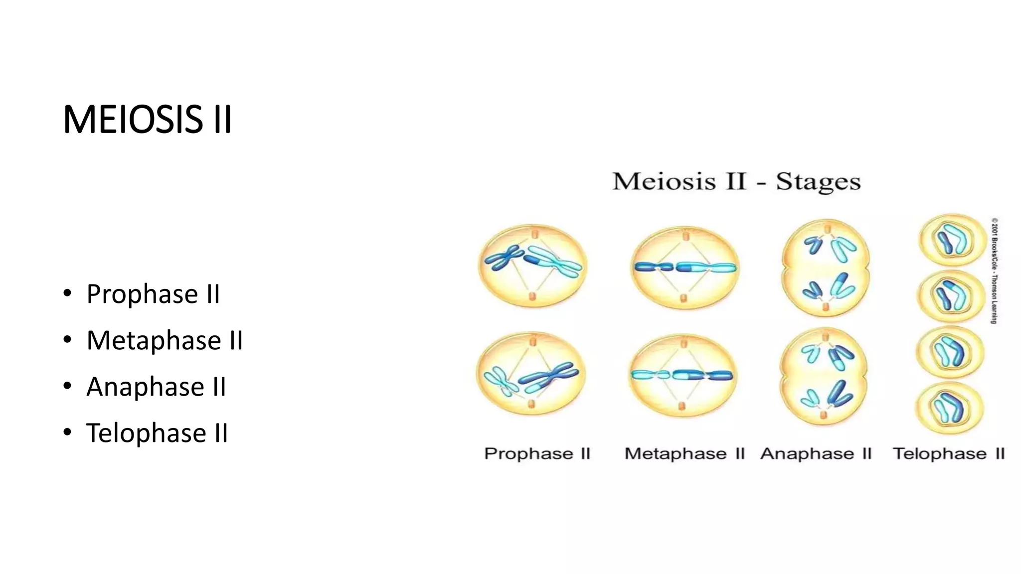 MITOSIS AND MEIOSIS (cell division) | PPTX