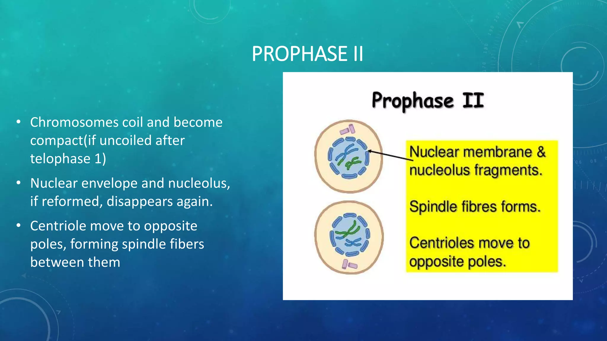 MITOSIS AND MEIOSIS (cell division) | PPTX