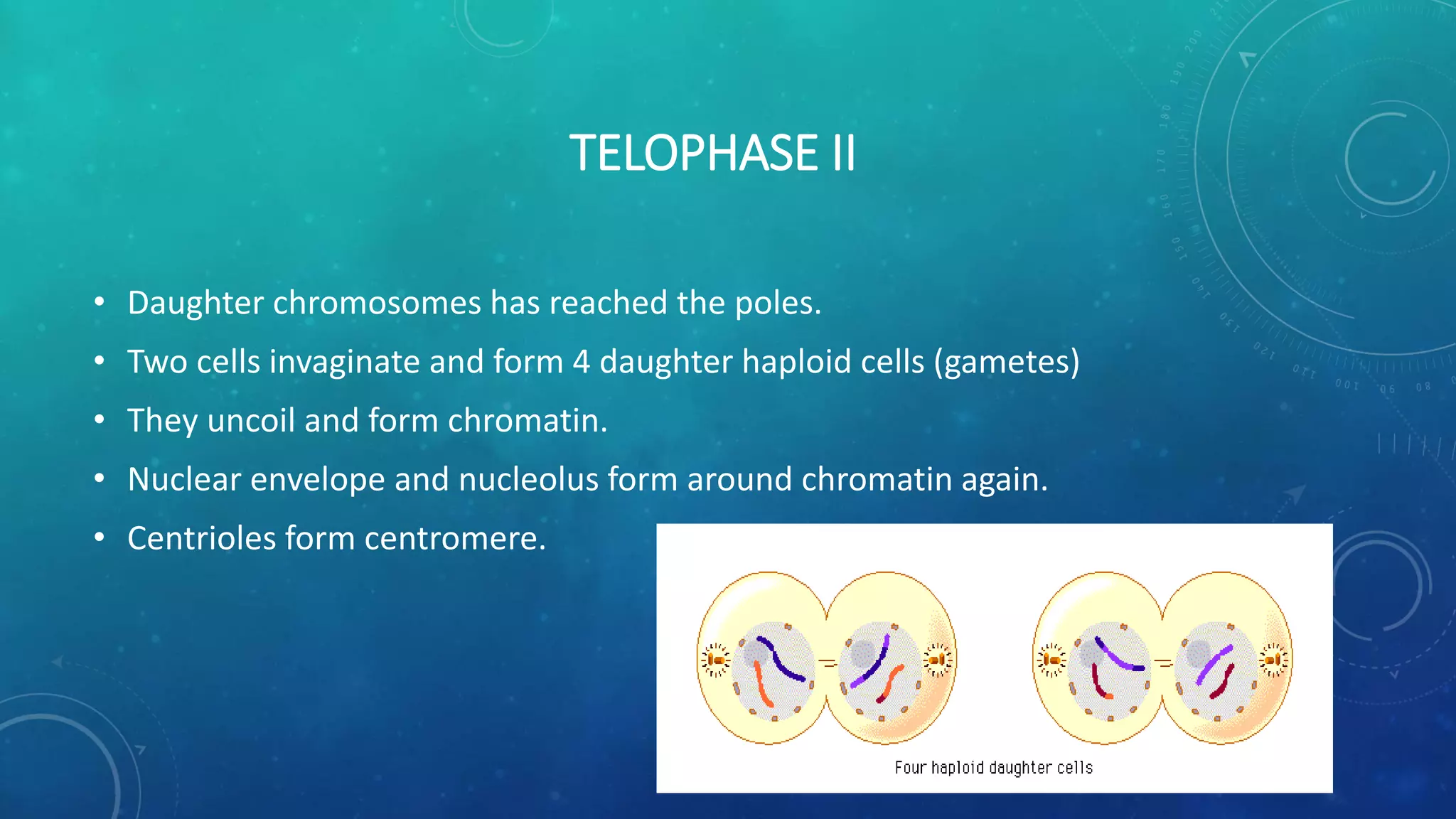 MITOSIS AND MEIOSIS (cell division) | PPTX