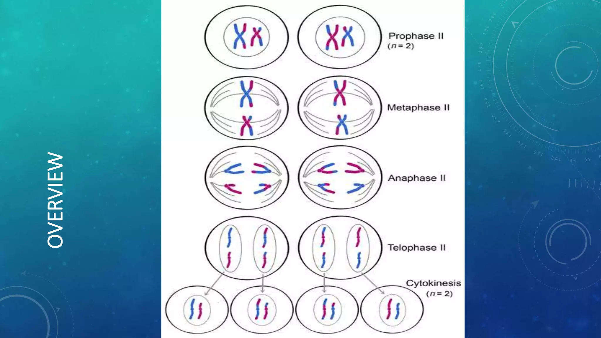 MITOSIS AND MEIOSIS (cell division) | PPTX