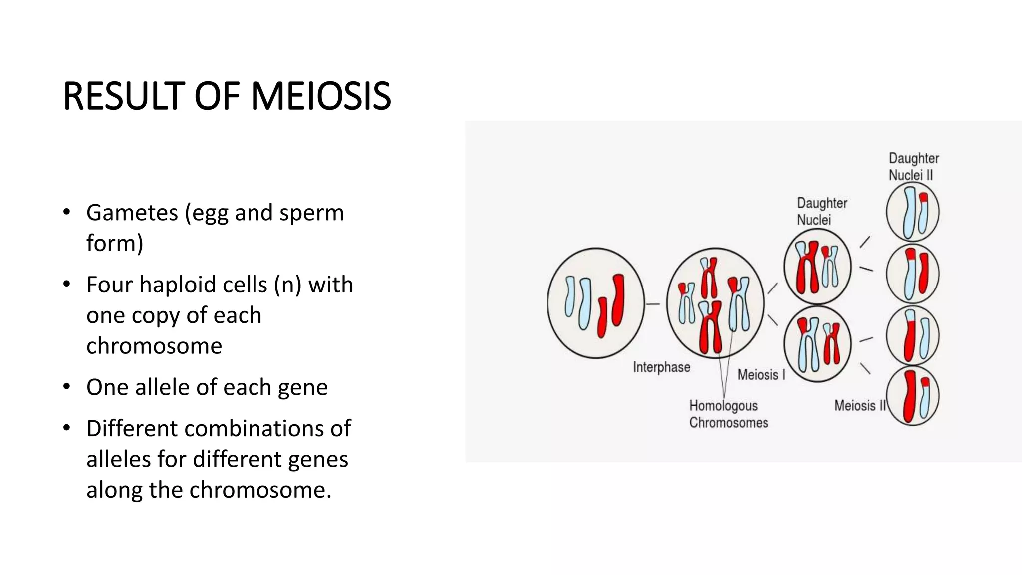 MITOSIS AND MEIOSIS (cell division) | PPTX