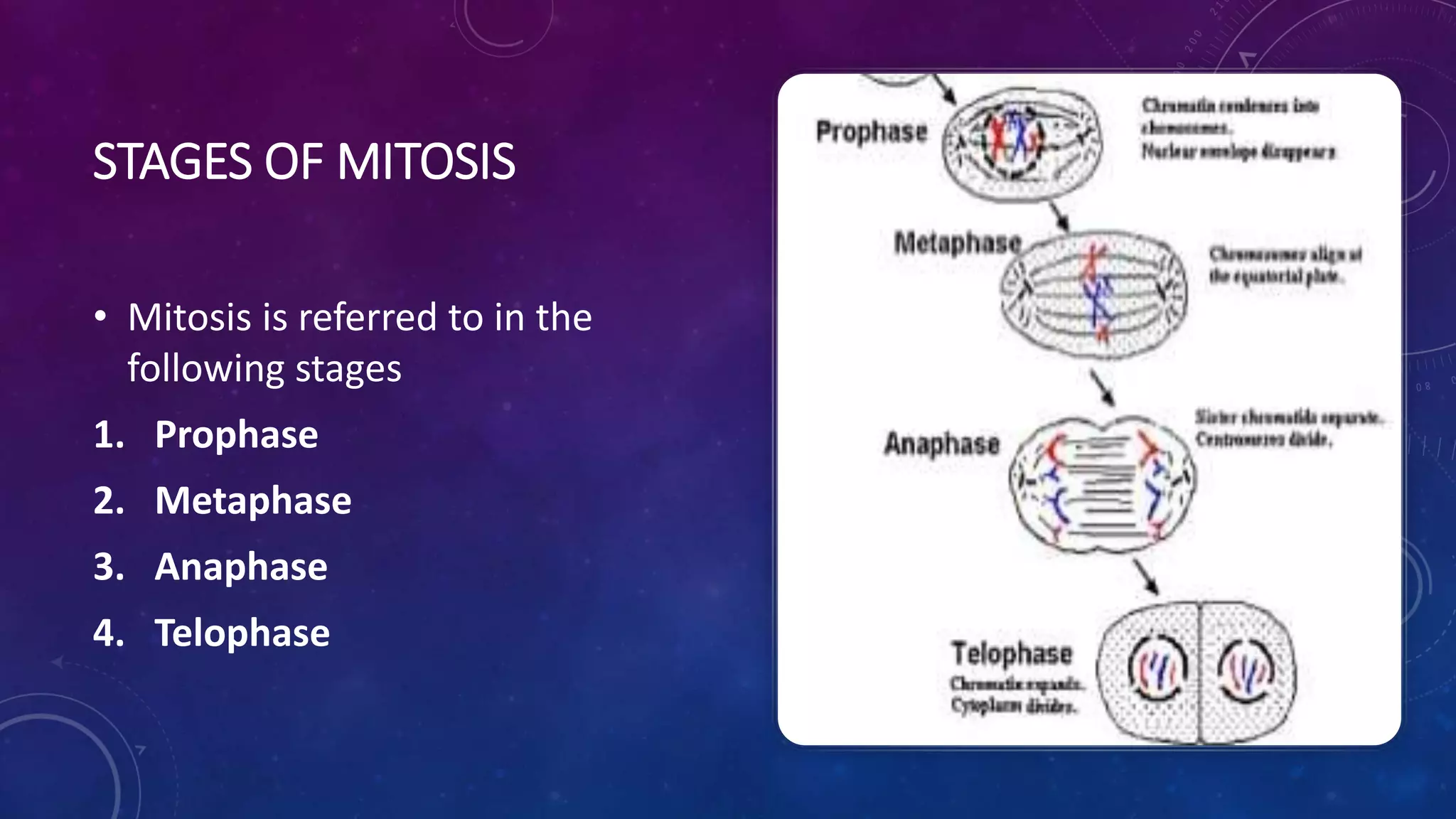 MITOSIS AND MEIOSIS (cell division) | PPTX