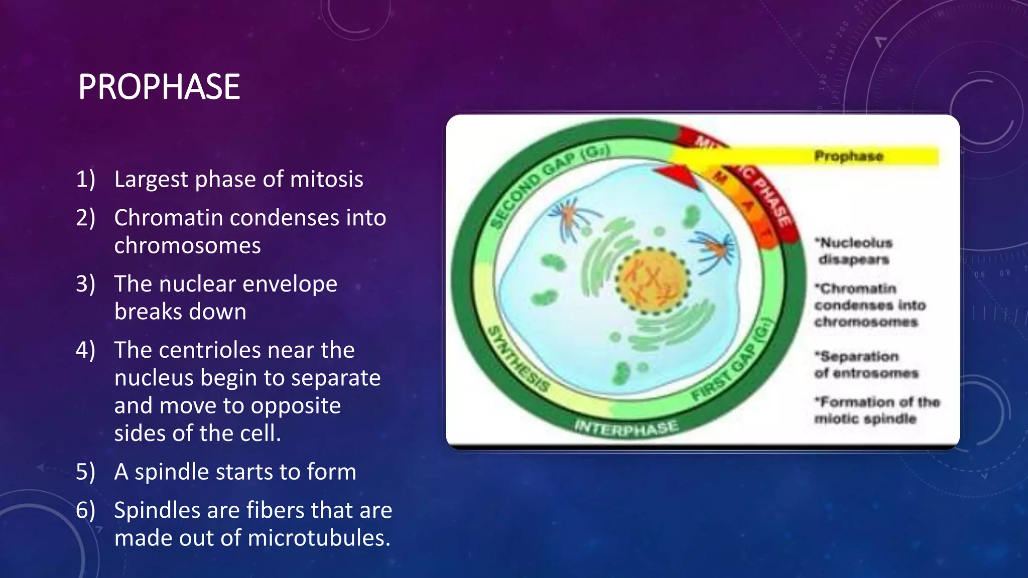 MITOSIS AND MEIOSIS (cell division) | PPTX