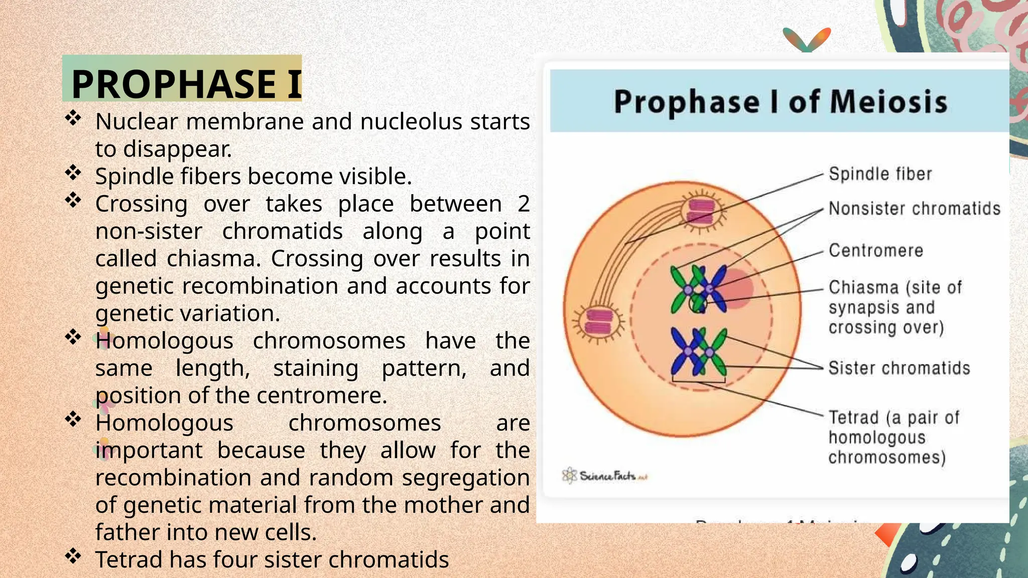 The Process of Meiosis also known as PMAT.pptx
