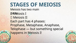 The Process of Meiosis also known as PMAT.pptx