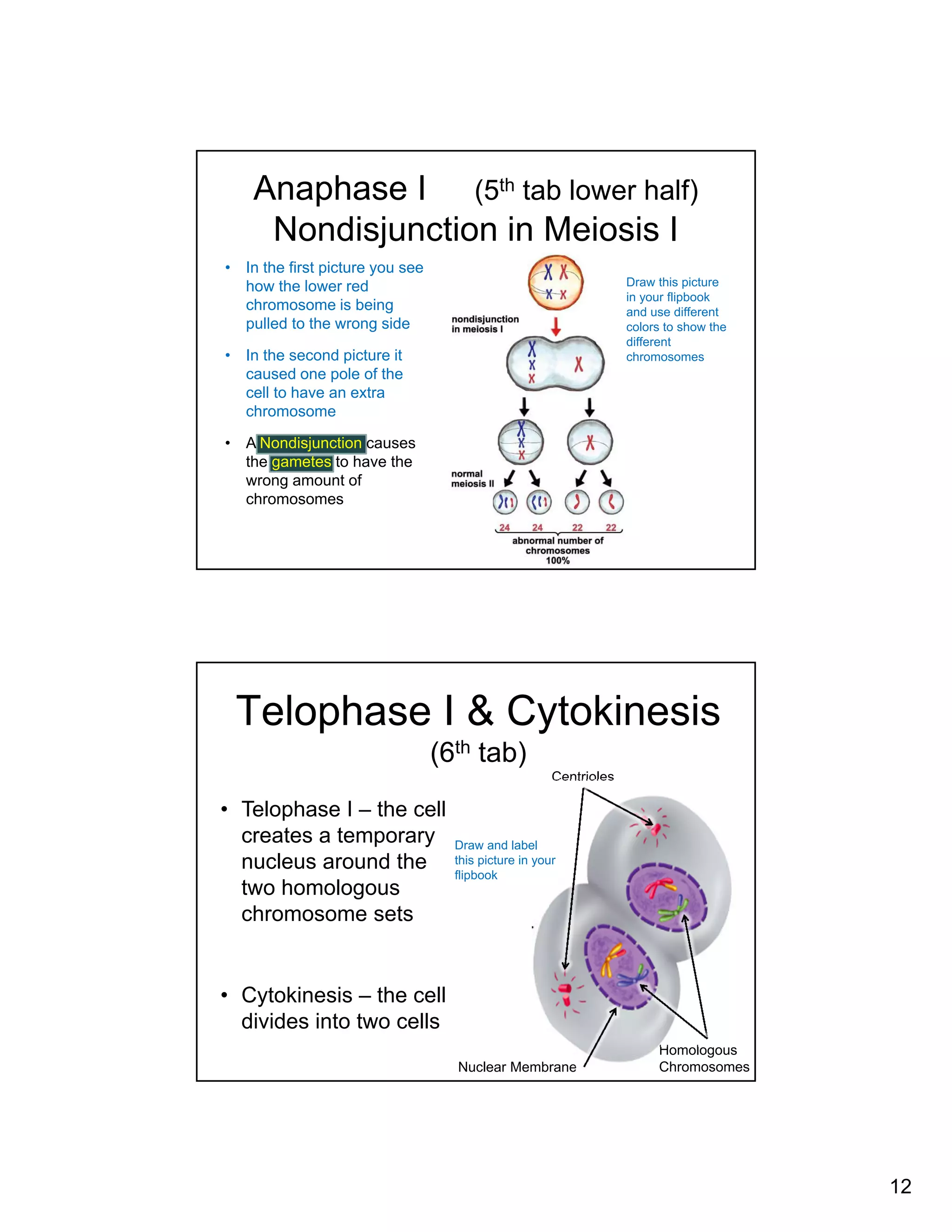 Meiosis foldable2 slides-per_page (1) | PDF