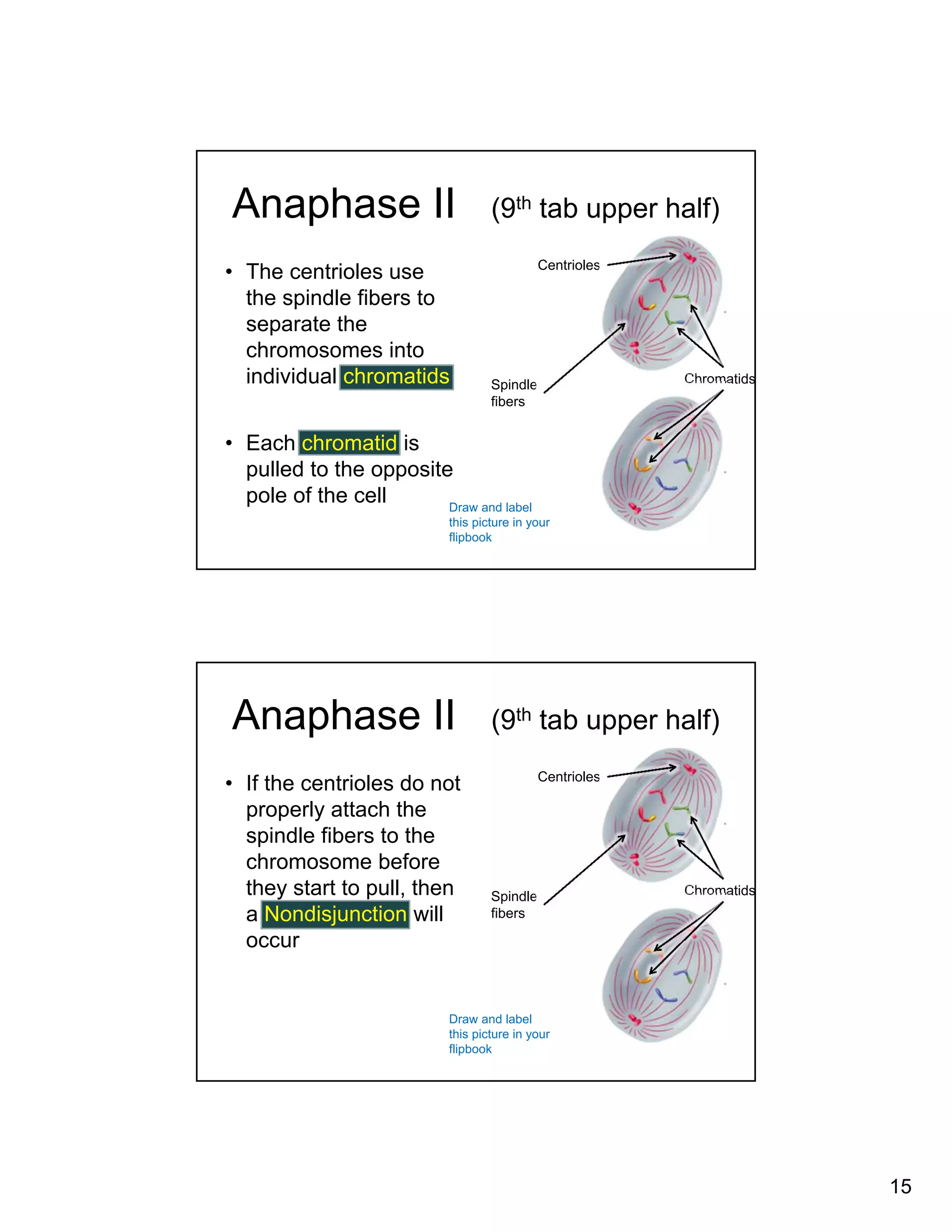 Meiosis foldable2 slides-per_page (1) | PDF