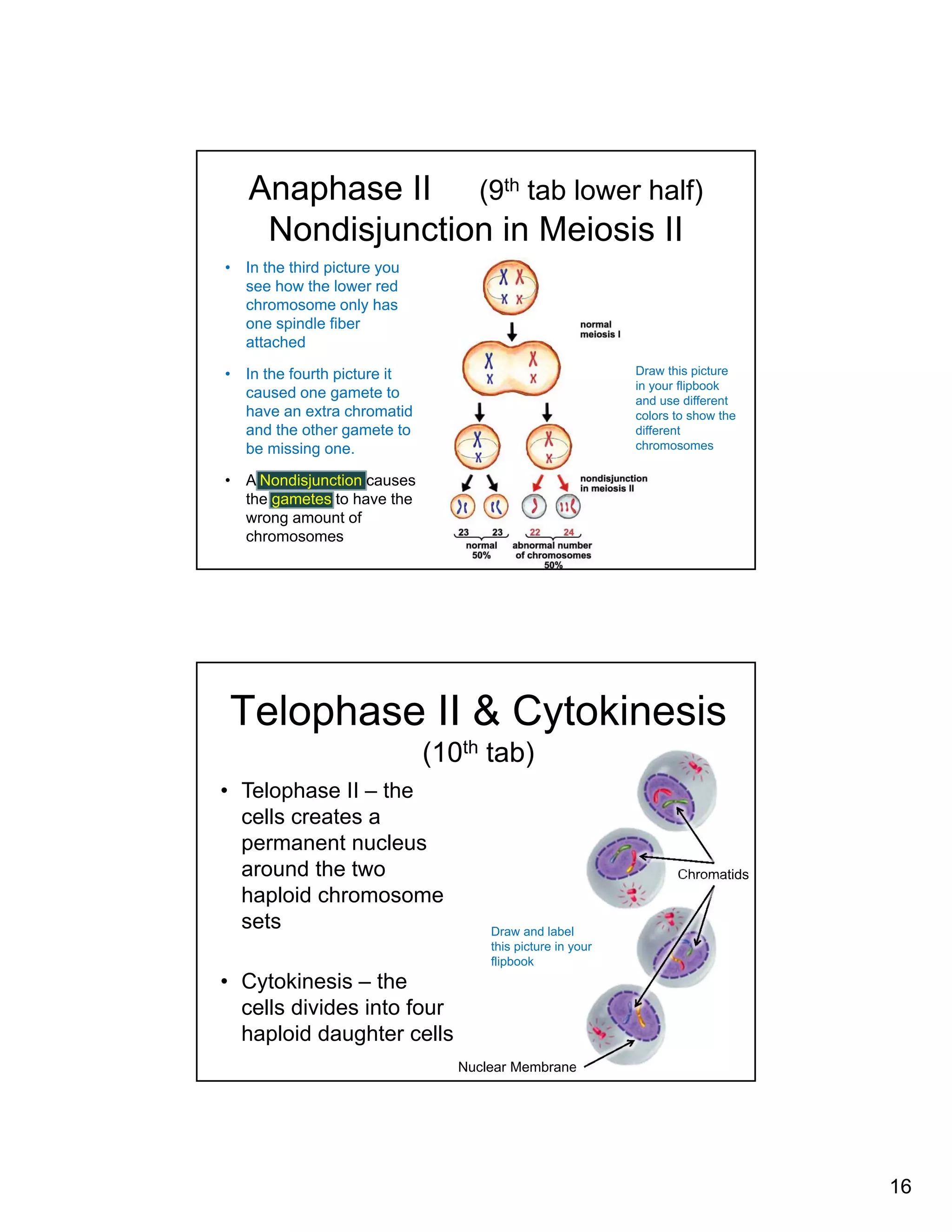 Meiosis foldable2 slides-per_page (1) | PDF
