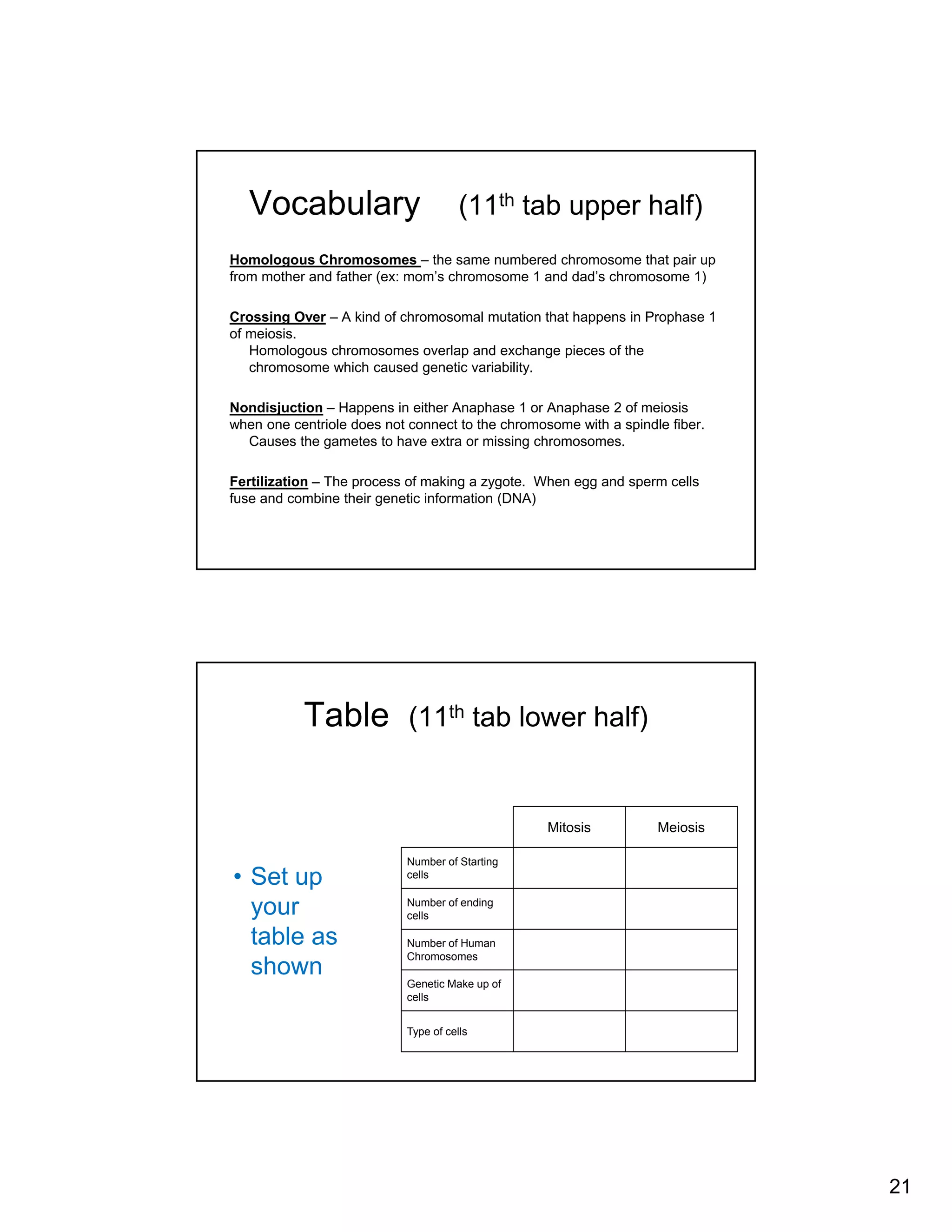 Meiosis foldable2 slides-per_page (1) | PDF