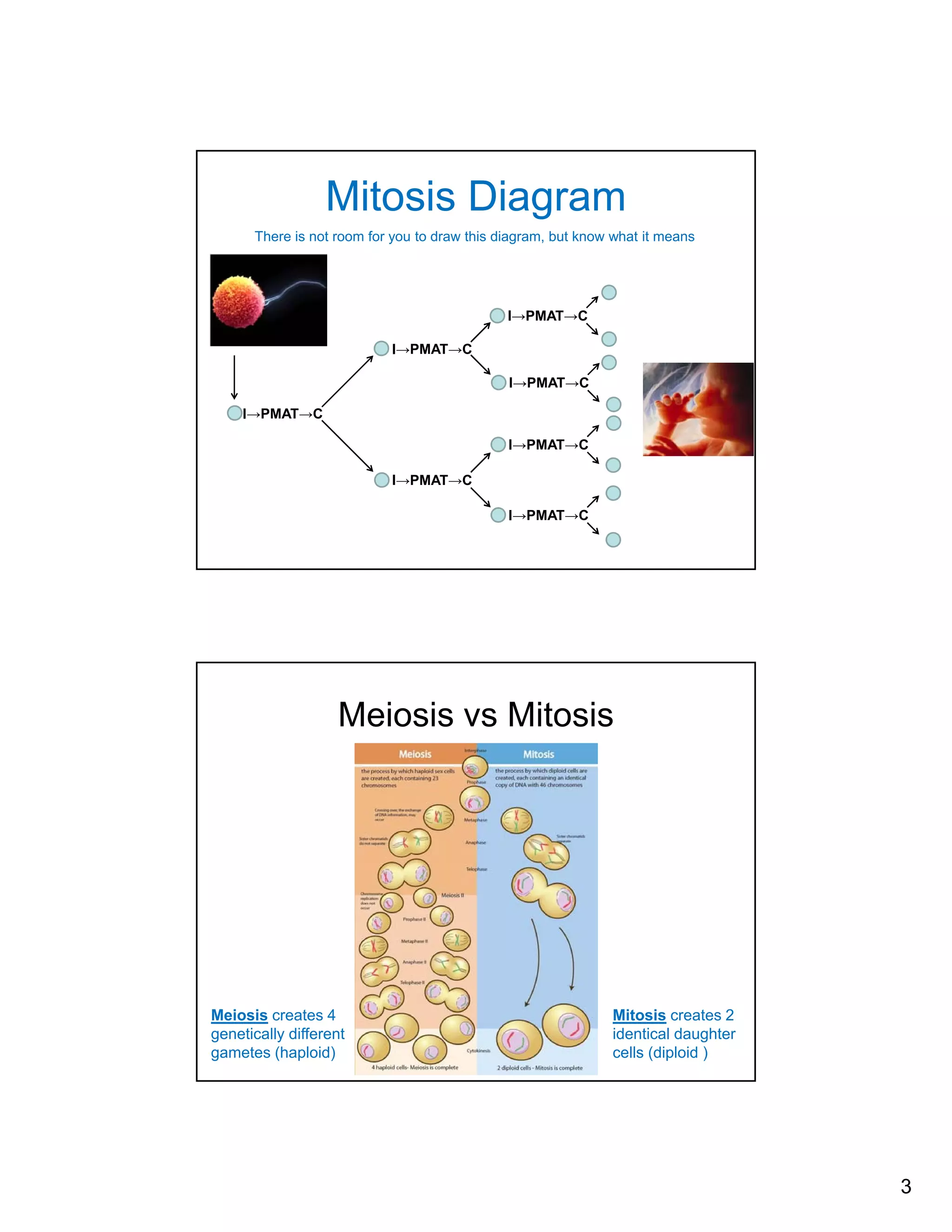 Meiosis foldable2 slides-per_page (1) | PDF