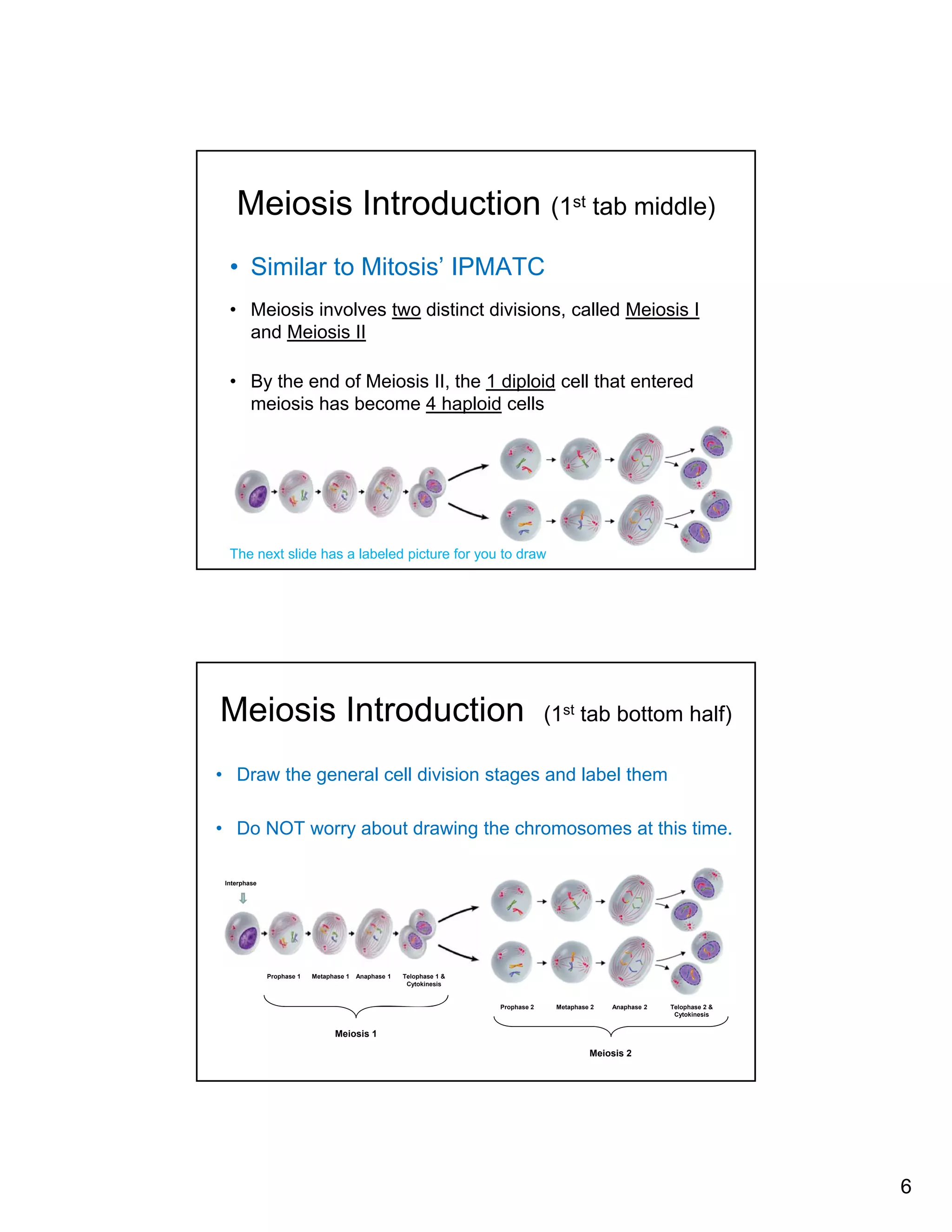 Meiosis foldable2 slides-per_page (1) | PDF
