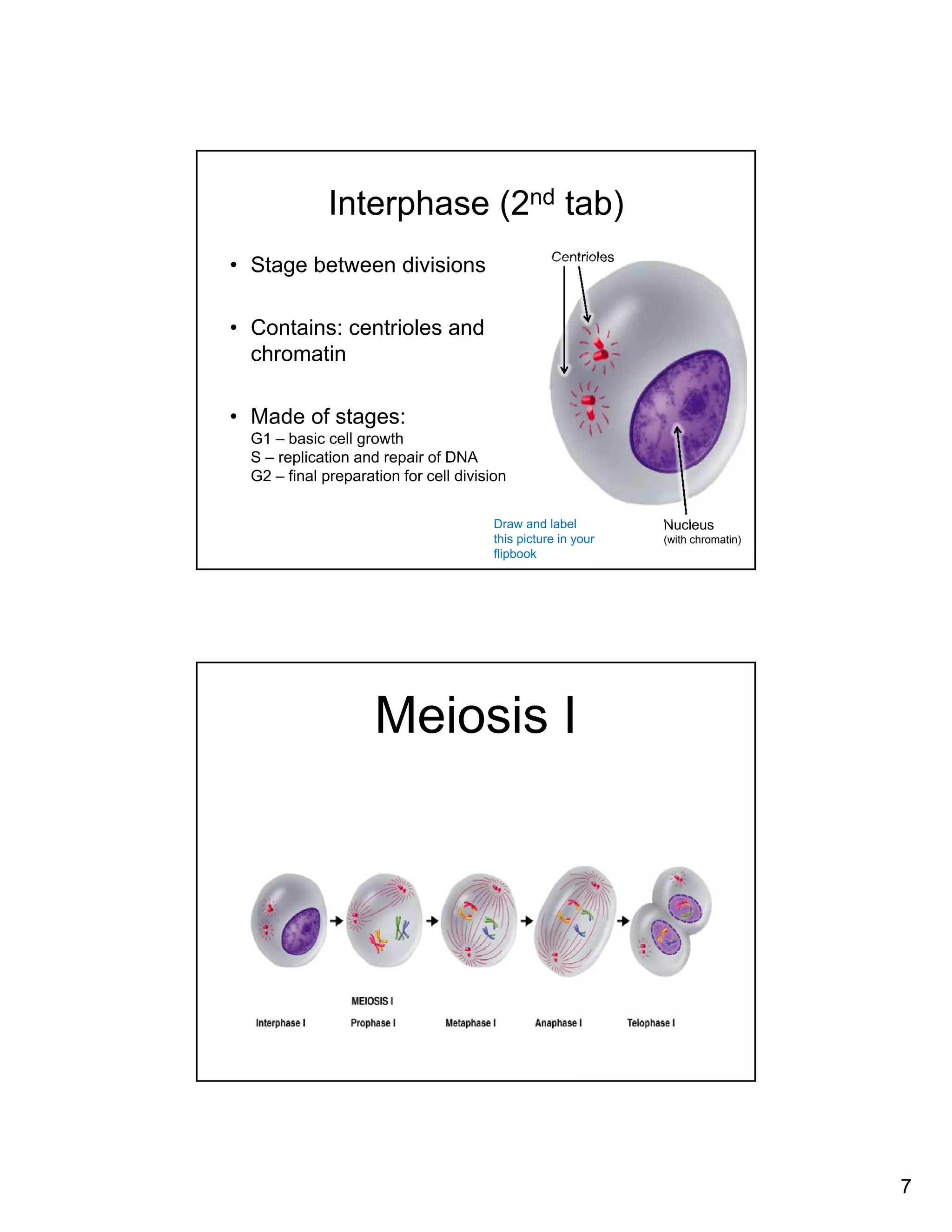 Meiosis foldable2 slides-per_page (1) | PDF