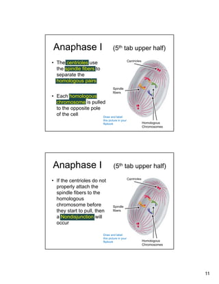 Meiosis foldable2 slides-per_page (1) | PDF | Needlework | Arts and Crafts