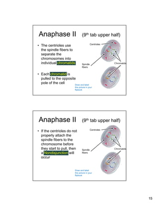 Meiosis foldable2 slides-per_page (1) | PDF | Needlework | Arts and Crafts
