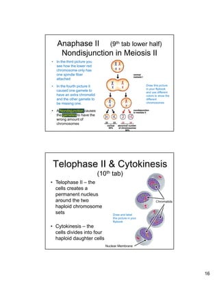 Meiosis foldable2 slides-per_page (1) | PDF | Needlework | Arts and Crafts