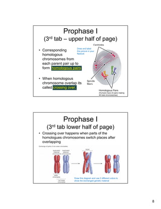 Meiosis foldable2 slides-per_page (1) | PDF | Needlework | Arts and Crafts