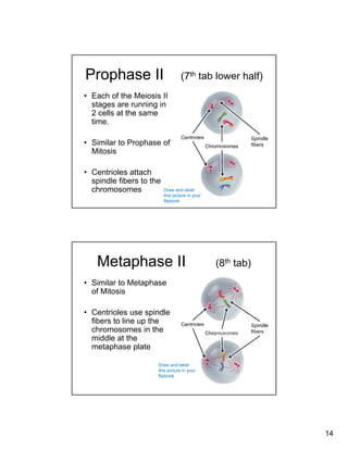 Prophase 2 Labeled