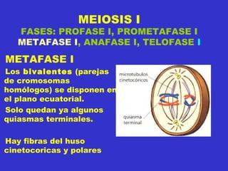 Meiosis Global | PPT