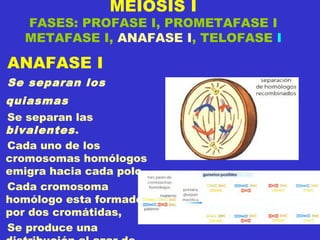 Meiosis Global | PPT