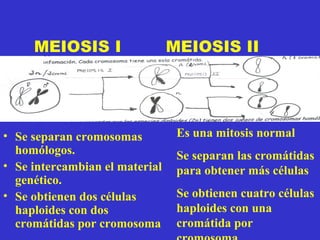 Etapas De La Meiosis 1 Y 2 Masteringbiology