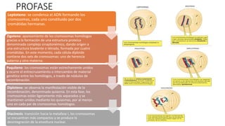 Meiosis i-y-ii-histologia | PPTX