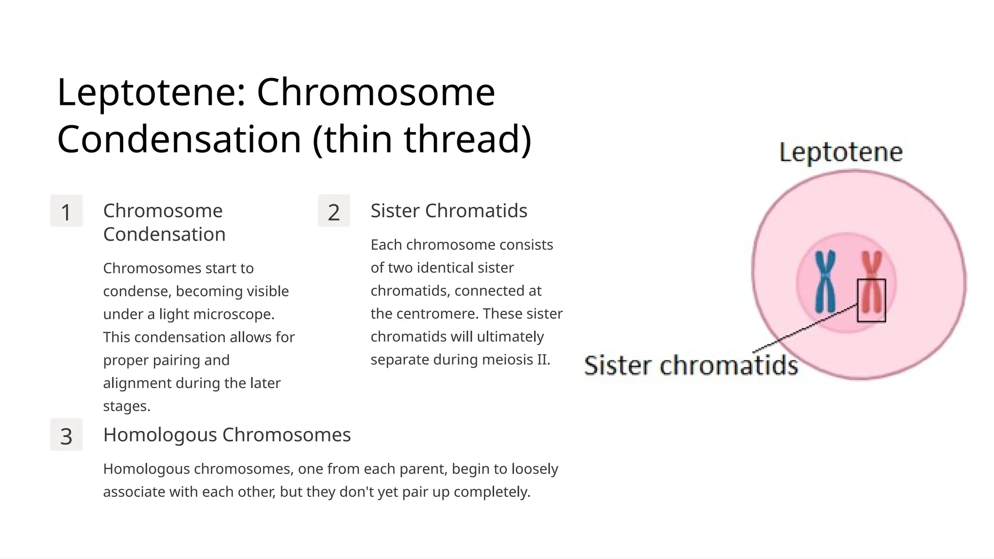 Meiosis-I Final simplified pptx.....pptx