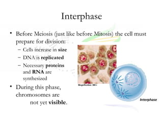 Meiosis Notes | PPT