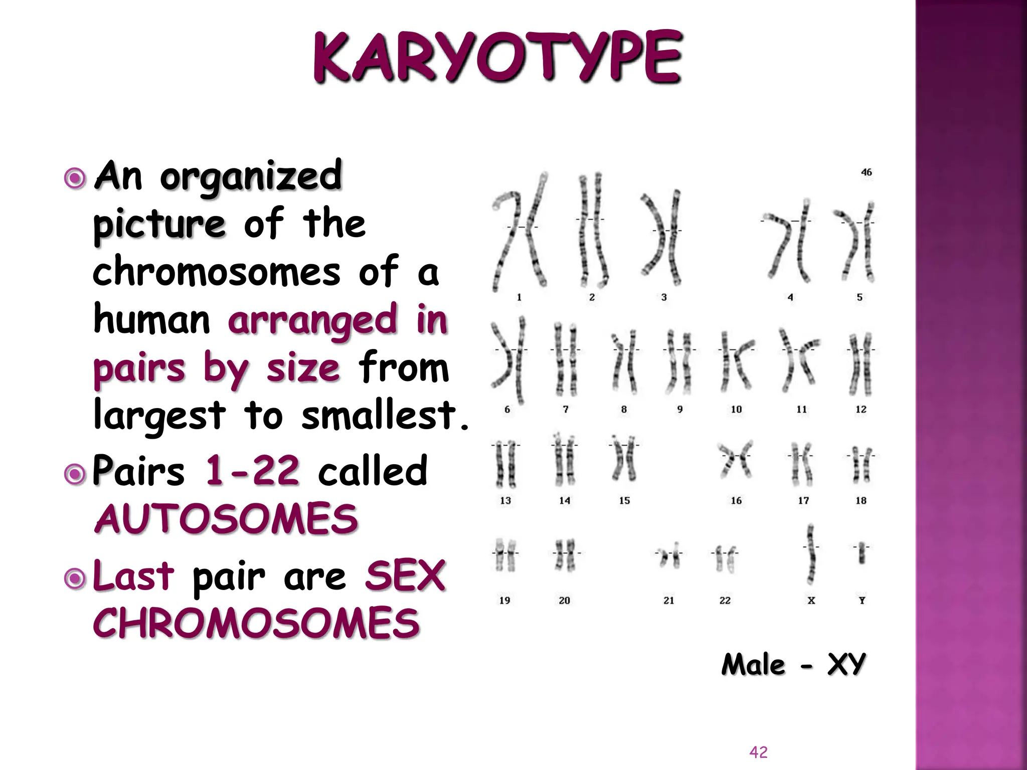 meiosis reduction-division Genetic Recombination | PPT