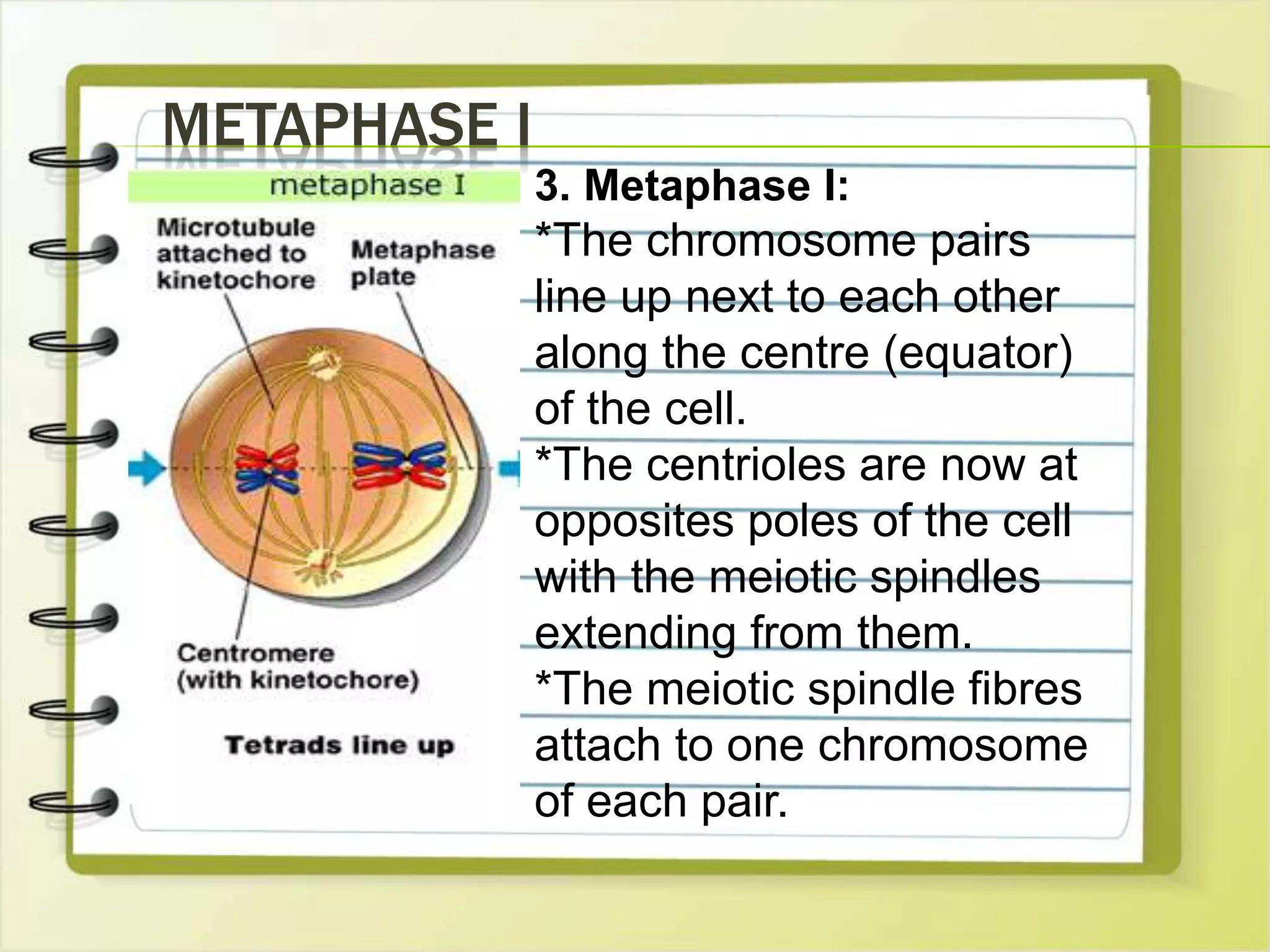 Meiosis | PPTX