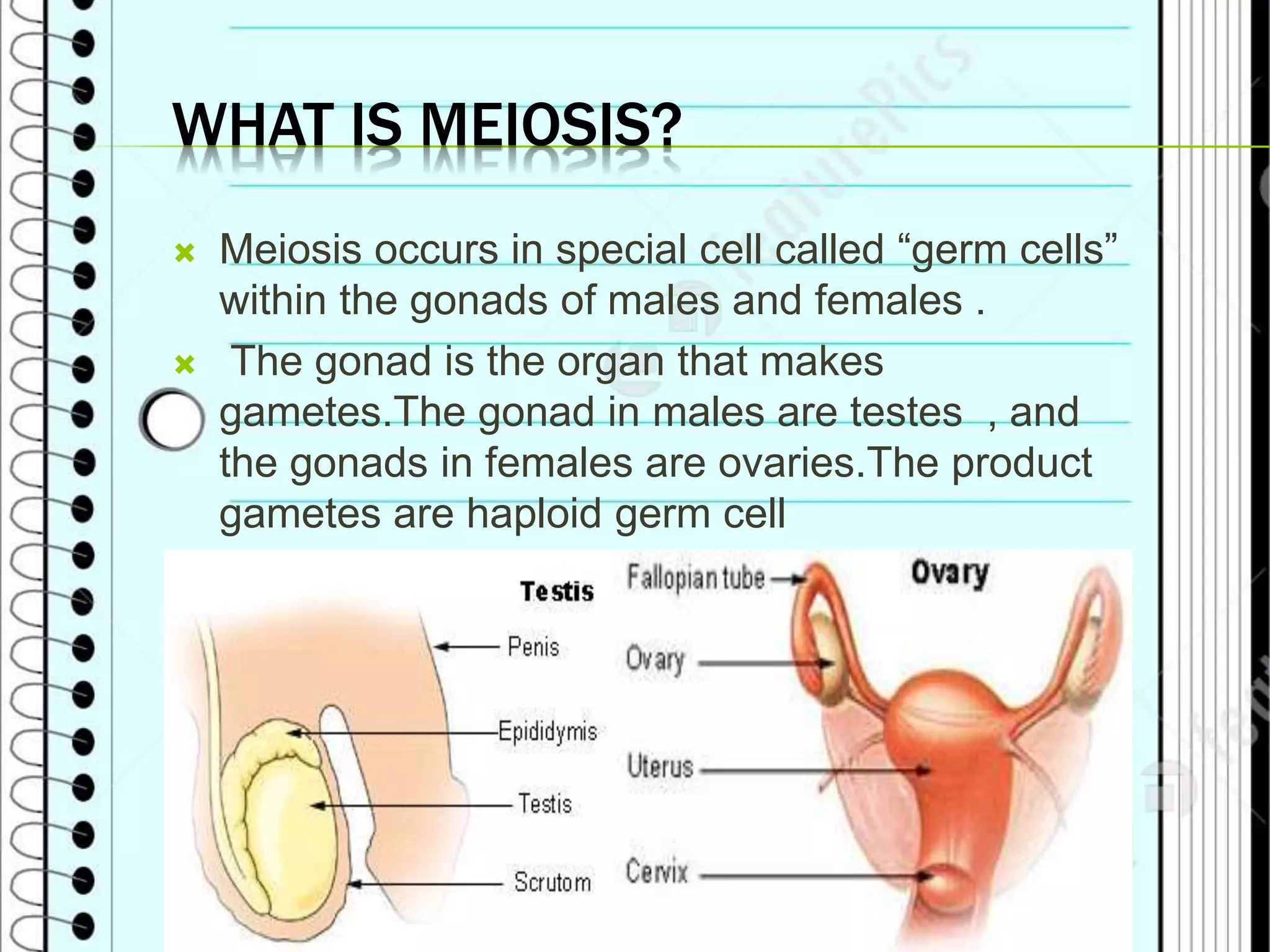 Meiosis Pptx