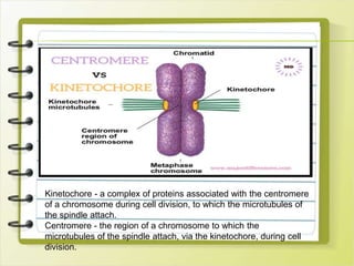 Meiosis | PPTX
