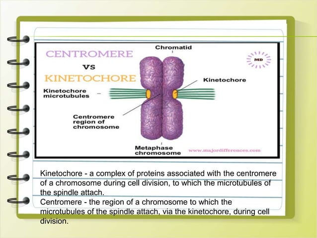 Meiosis Pptx