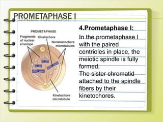 Meiosis | PPTX