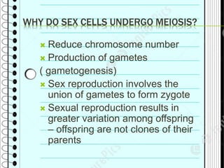 Meiosis | PPTX