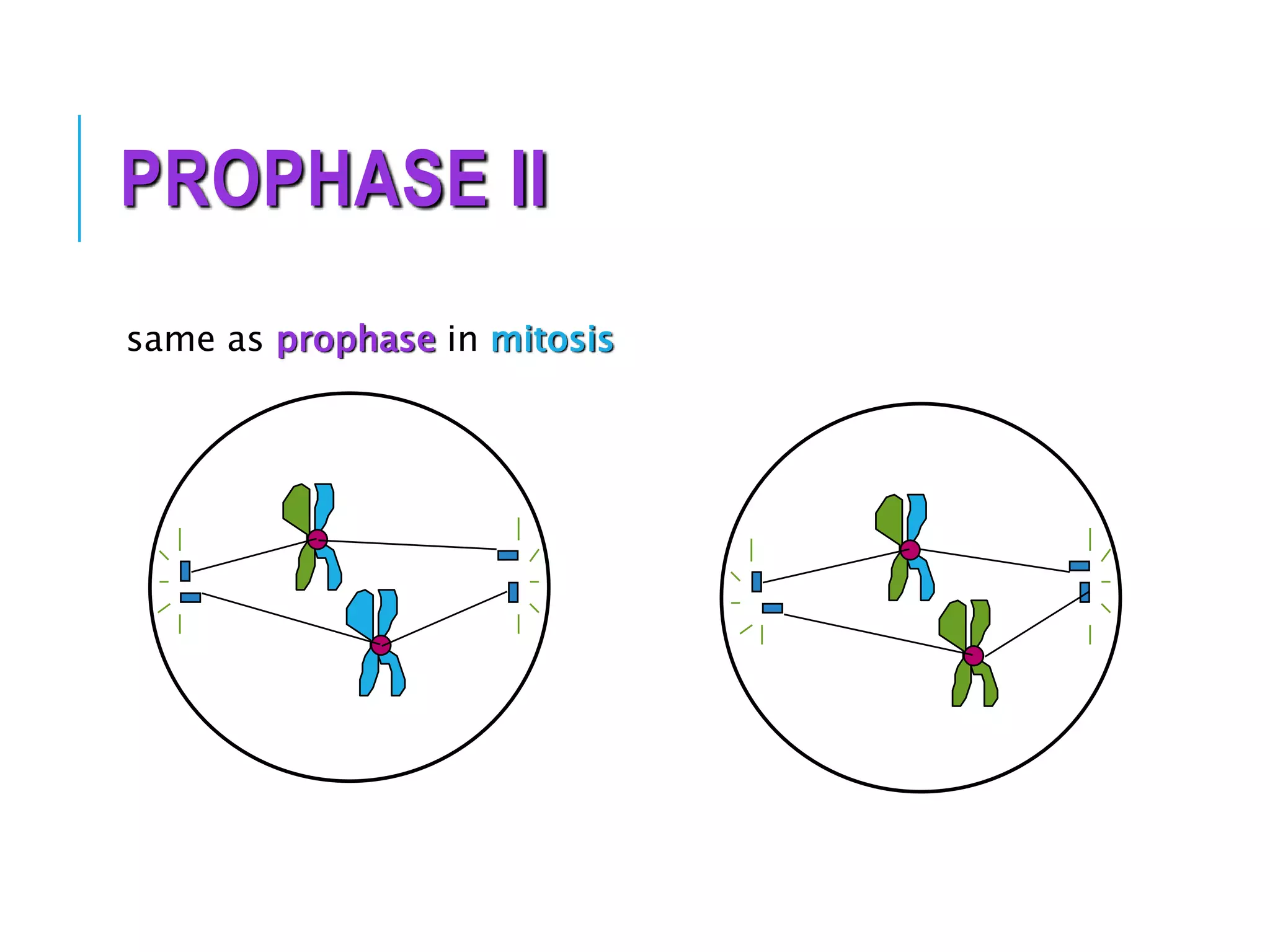 Meiosis Ppt 2014 Copy 1 Ppt