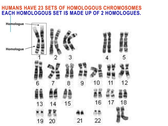 Meiosis Ppt 2014 Copy 1 Ppt