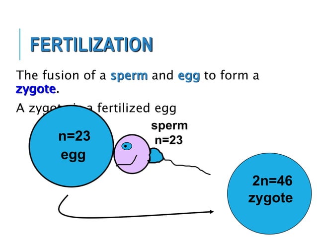 Meiosis Ppt 2014 Copy 1 Ppt