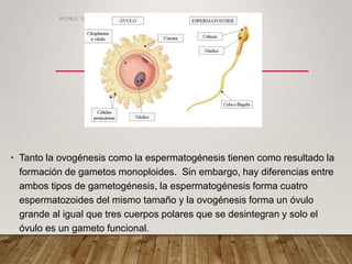 meiosis-y-gametogenesis.ppt