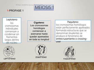 meiosis-y-gametogenesis.ppt