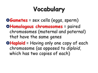 Meiosis (1) | PPSX