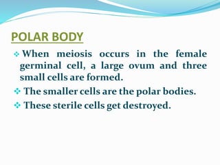 Meiosis | PPT