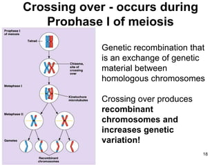 meiosis I and II reviewer-Grade 11 .ppt