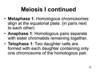 meiosis I and II reviewer-Grade 11 .ppt