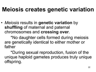 meiosis I and II reviewer-Grade 11 .ppt
